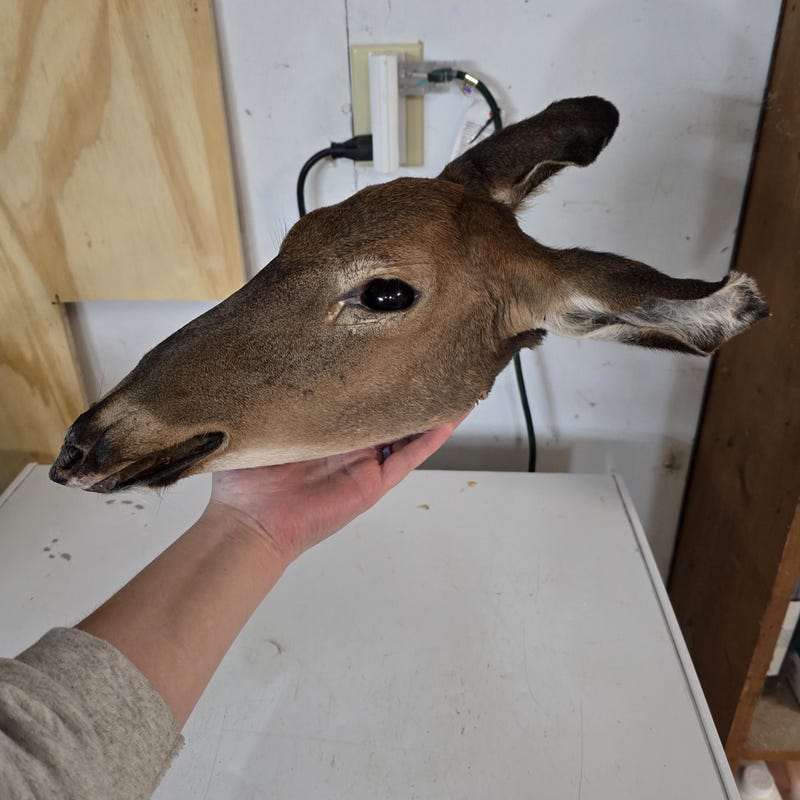 Weird Taxidermy - Etsy