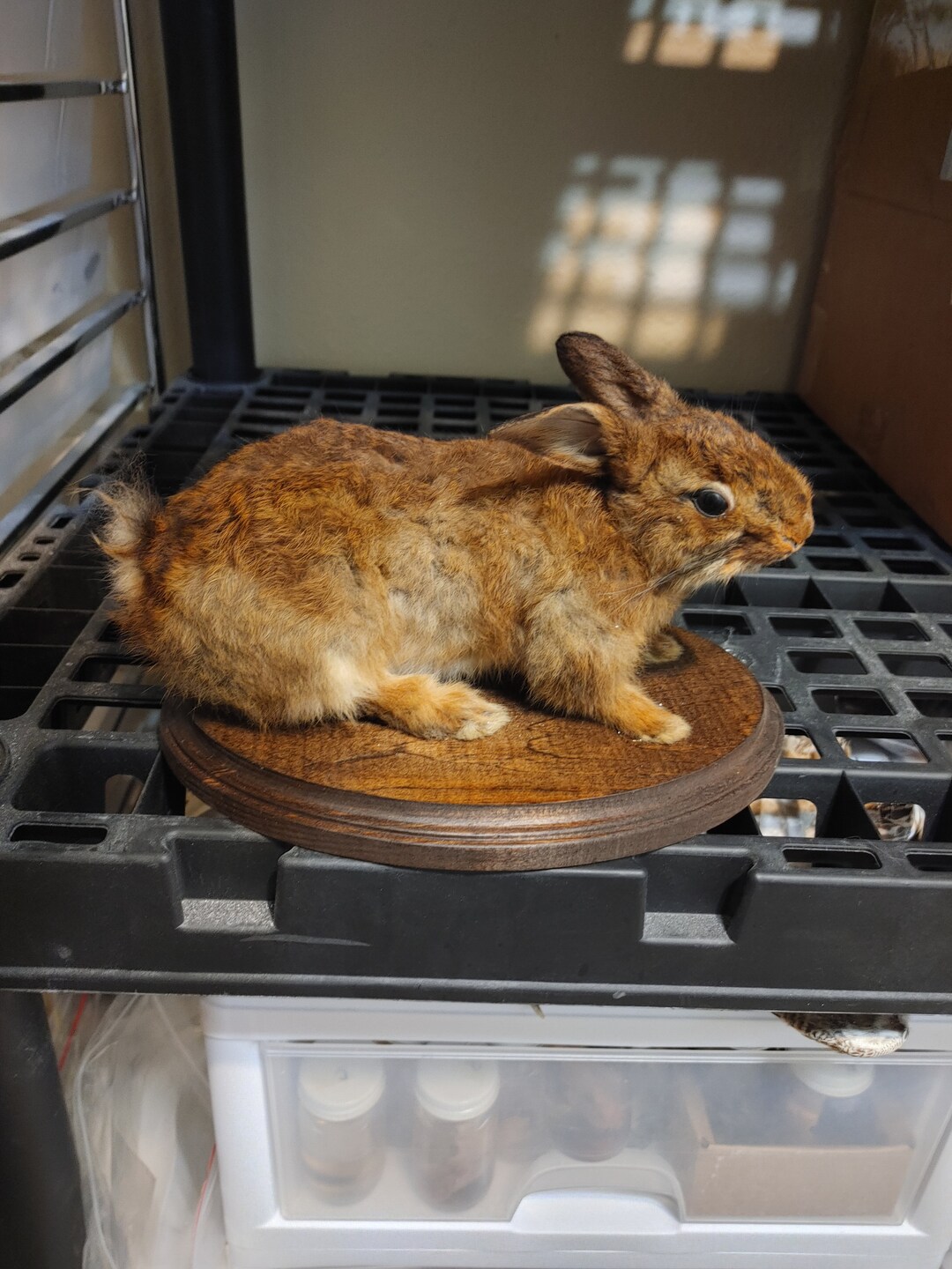 Taxidermy Juvenile Rabbit Lifesize Mount Rabbit Skull, Taxidermy Bunny ...