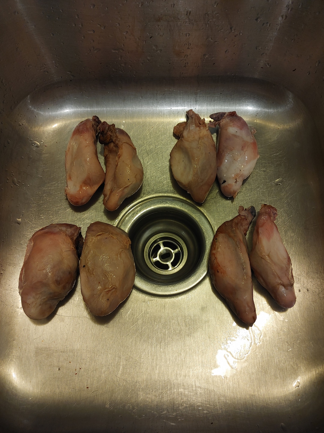 Sheep Testicles Wet Specimen 1 Pair No Jar Taxidermy - Etsy