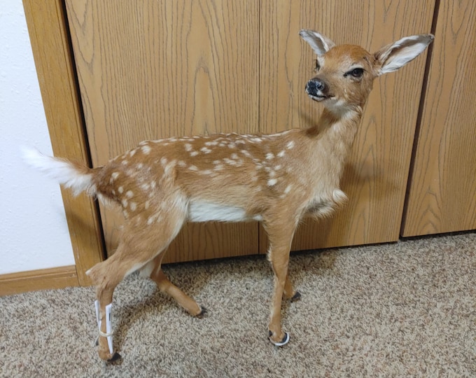 Taxidermy Fawn Lifesize Mount Deer Skull, Taxidermy Deer, Deer Antlers ...