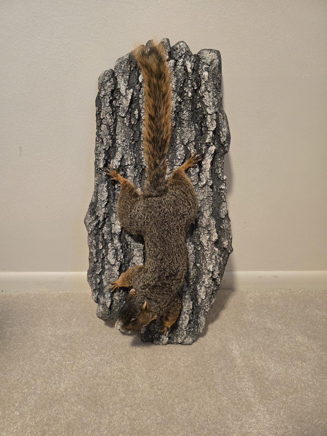 Fox Squirrel Taxidermy Lifesize Mount Taxidermy Mount, Taxidermy Animal ...