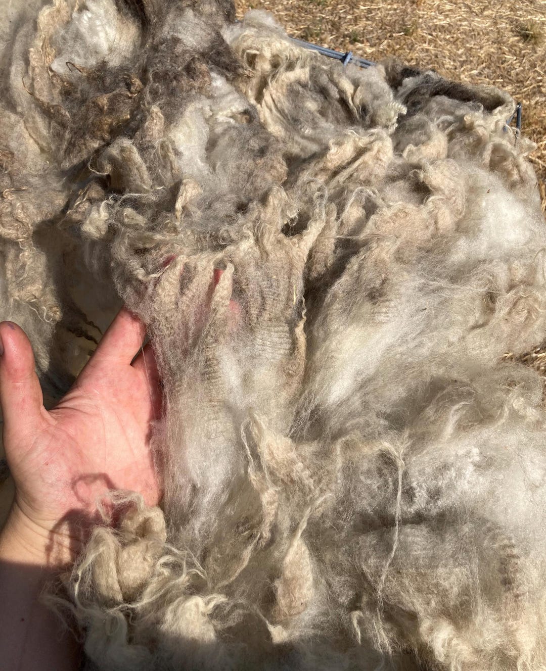 Raw Shetland Wool, Light Grey, Full Fleece, Unwashed, Skirted, 3 Lbs ...