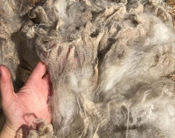 Raw Shetland Wool, Moorit, Full Fleece, Unwashed, Skirted, 2 Lbs 12 Oz ...