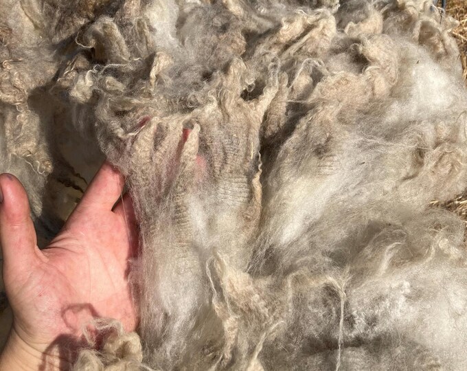 Raw Shetland Wool, Light Grey, Full Fleece, Unwashed, Skirted, 3 Lbs ...