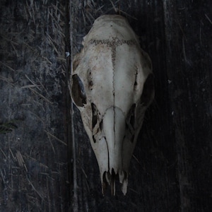 Made to Order : Stained and Carved Sigil Whitetail Deer Skull - Etsy
