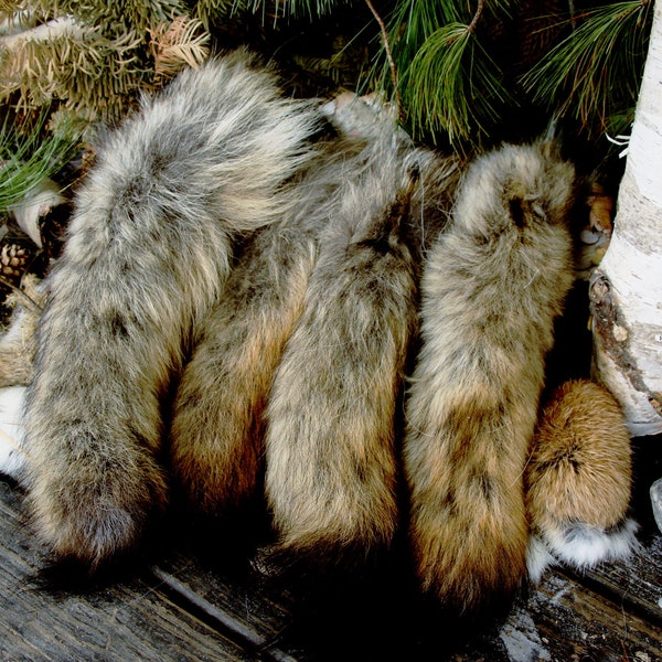 Coyote Tail - Etsy