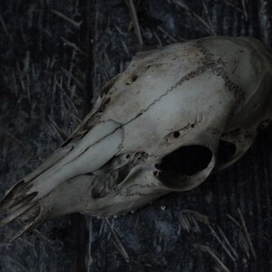 Made to Order : Stained and Carved Sigil Whitetail Deer Skull - Etsy