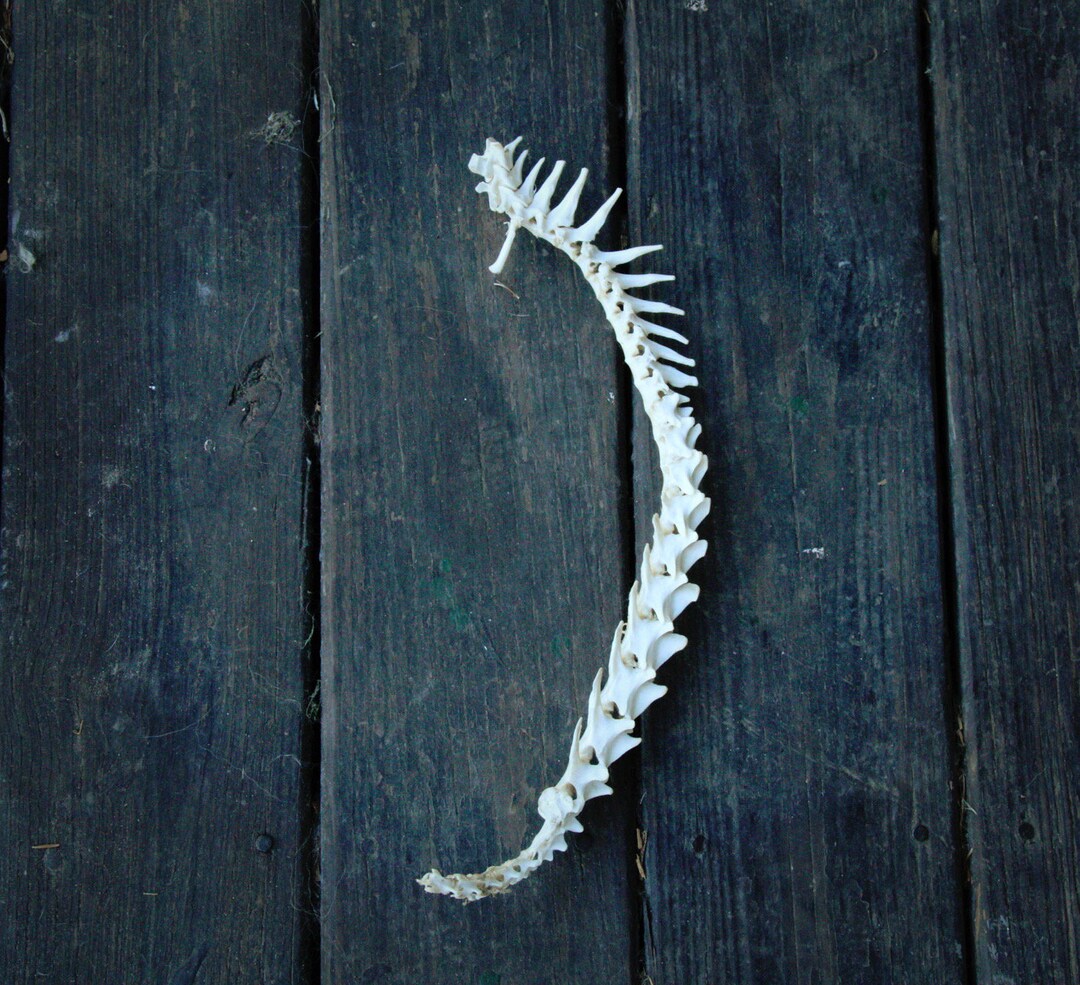 Domestic Cat Spine Scapula Pair and Skull Cap - Etsy