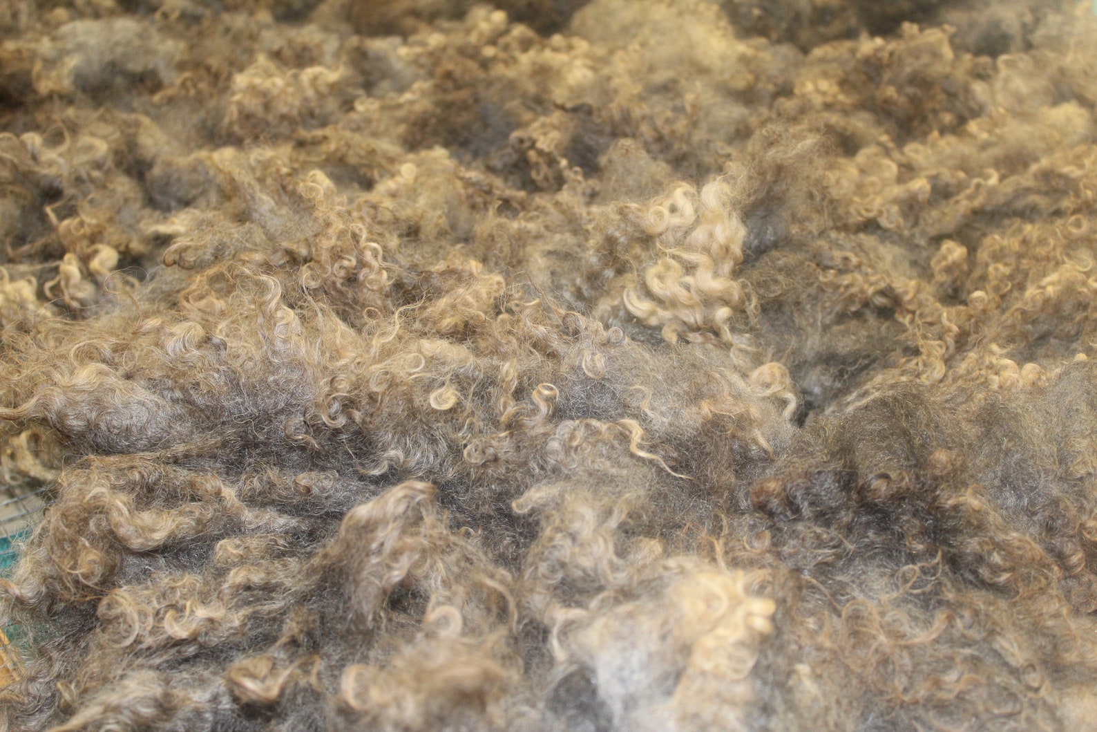 Max's Lincoln/jacob X Natural Colored Raw Wool Fleece - Etsy