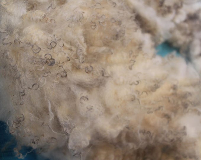 Max's Lincoln/jacob X Natural Colored Raw Wool Fleece - Etsy
