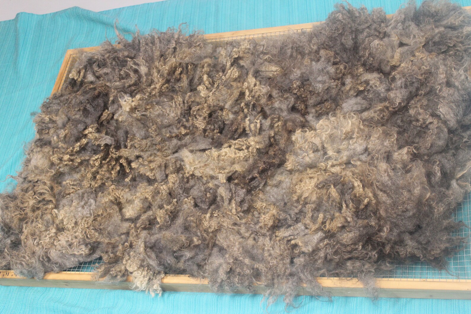 Max's Lincoln/jacob X Natural Colored Raw Wool Fleece - Etsy