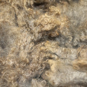 Max's Lincoln/jacob X Natural Colored Raw Wool Fleece - Etsy