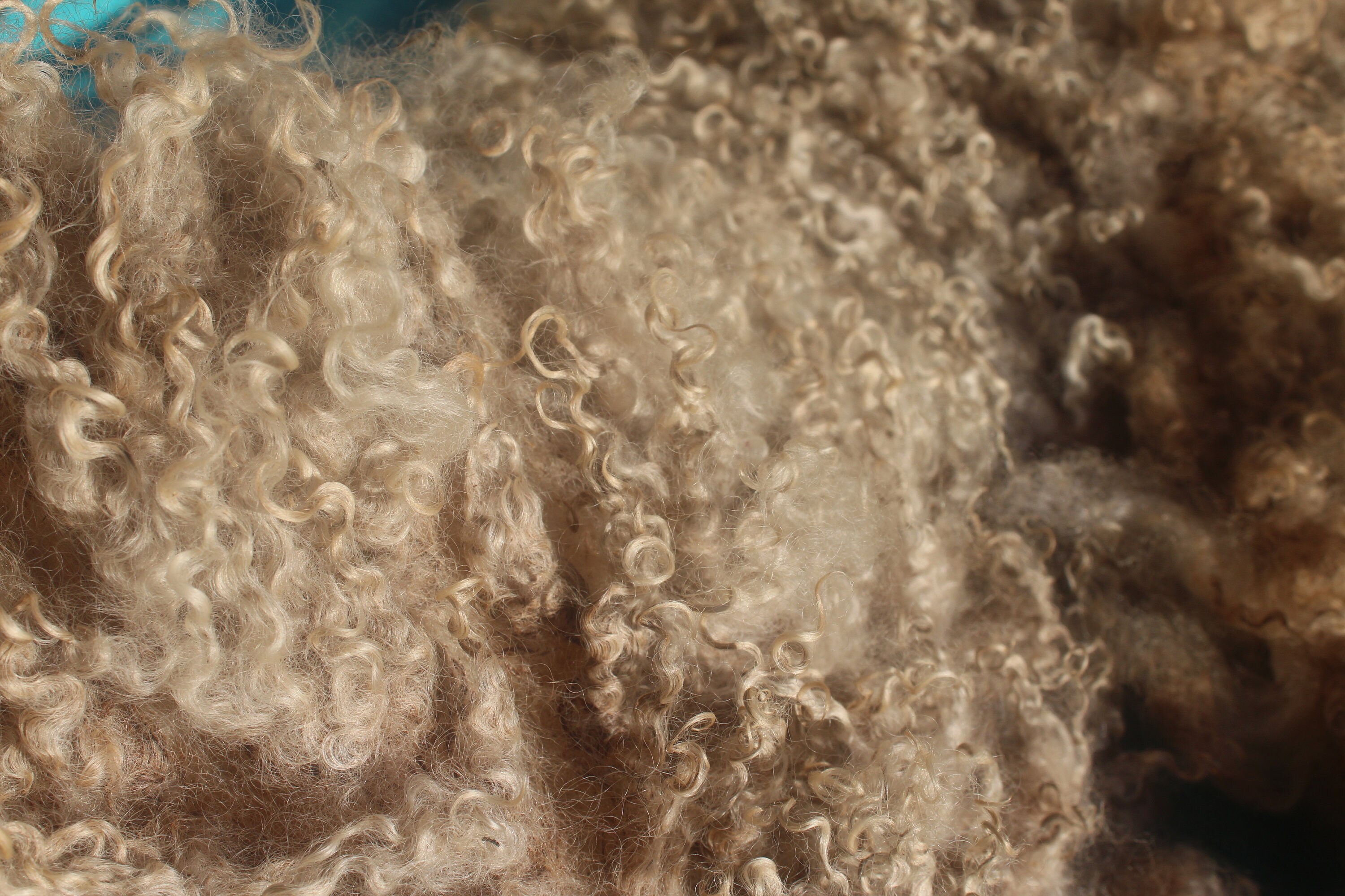 White Lincoln Longwool Raw Wool Fleece | Etsy