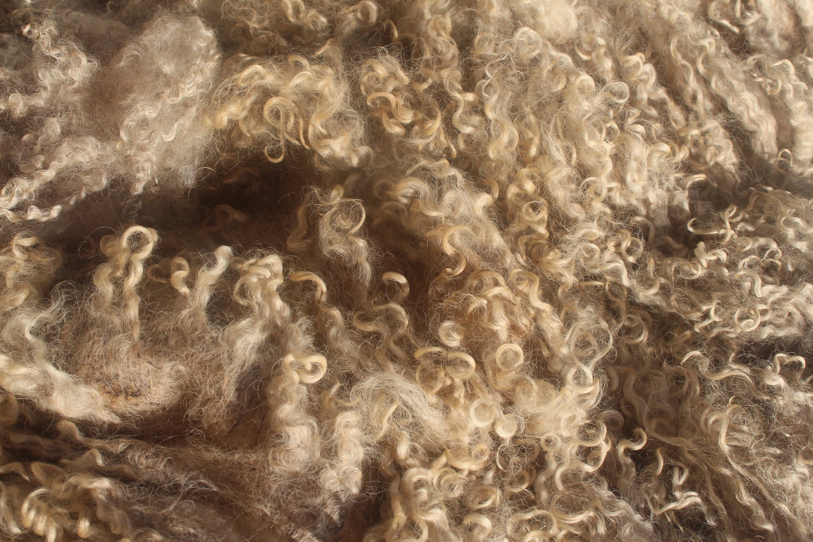 White Lincoln Longwool Raw Wool Fleece | Etsy