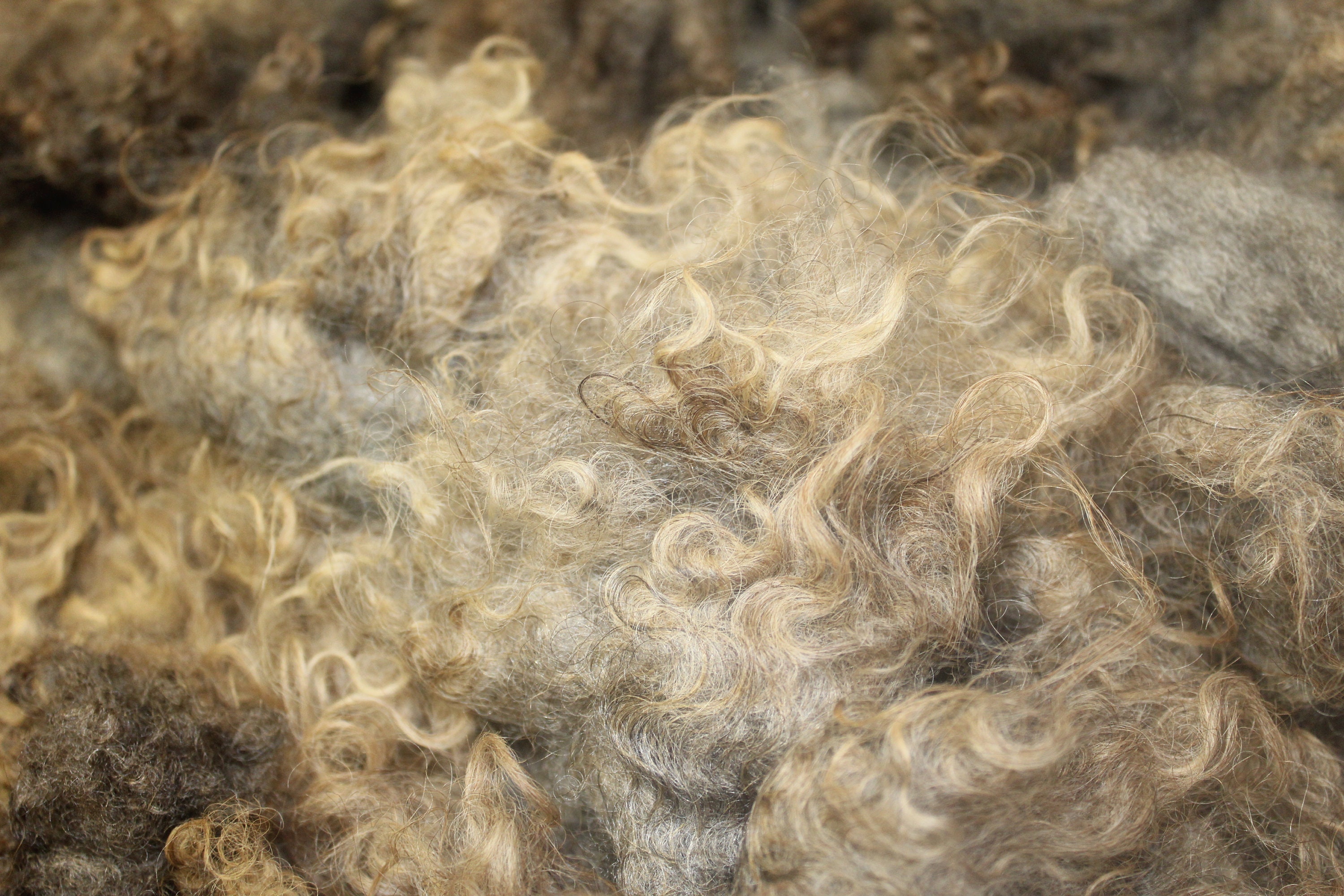 Max's Lincoln/jacob X Natural Colored Raw Wool Fleece - Etsy