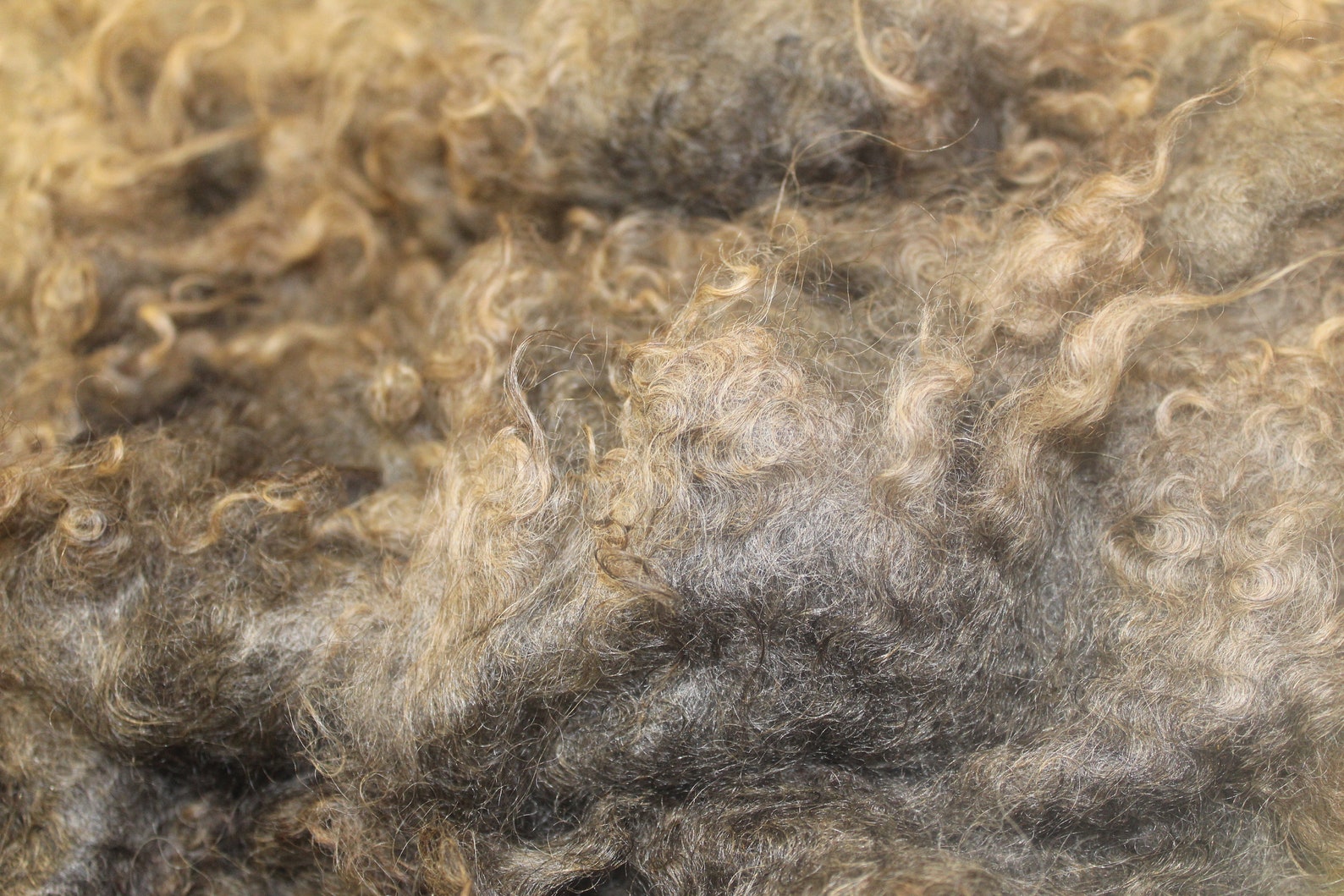 Max's Lincoln/jacob X Natural Colored Raw Wool Fleece - Etsy