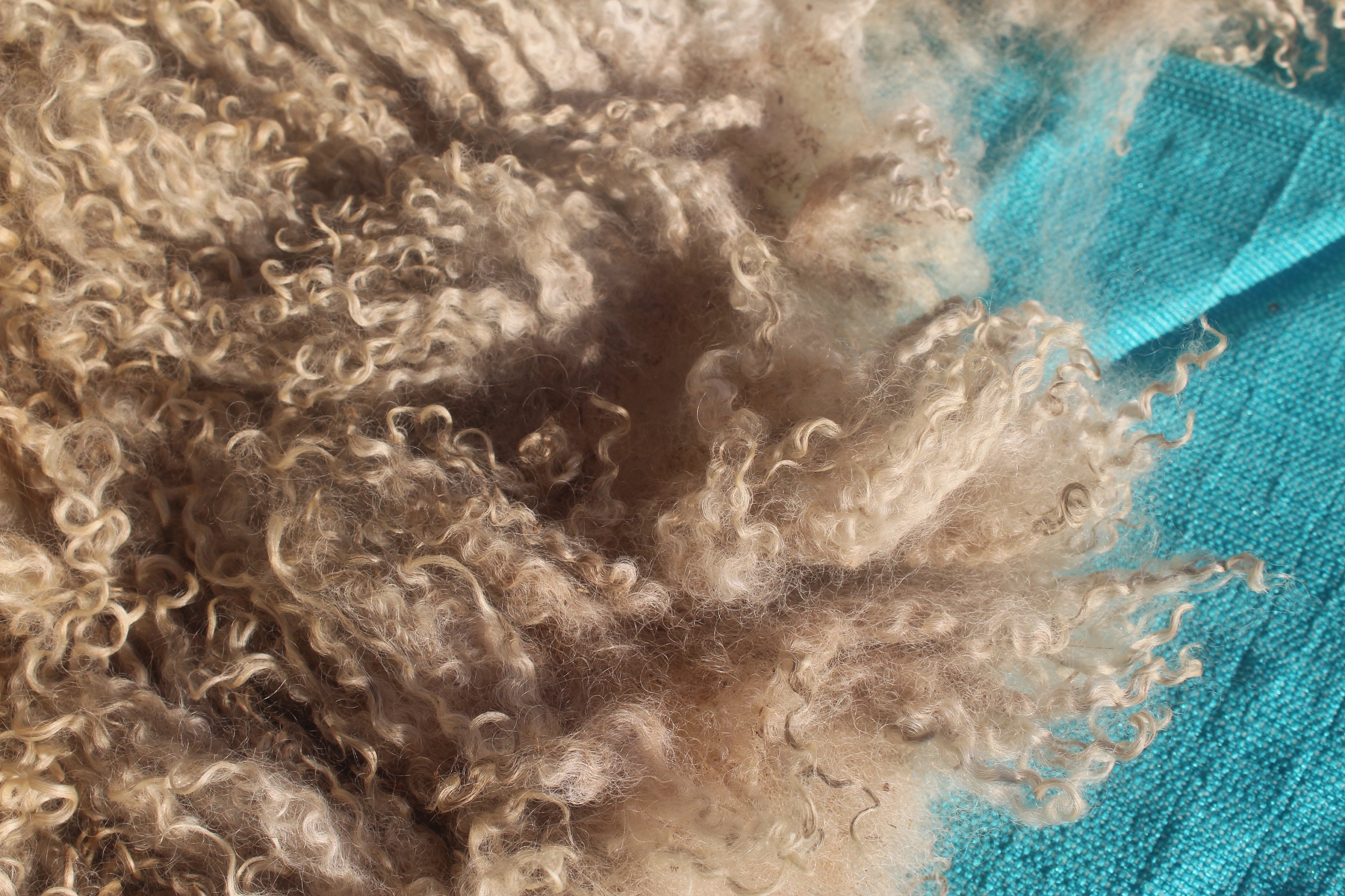 White Lincoln Longwool Raw Wool Fleece | Etsy