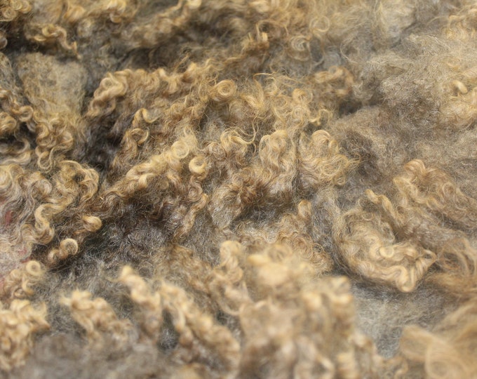 Max's Lincoln/jacob X Natural Colored Raw Wool Fleece - Etsy