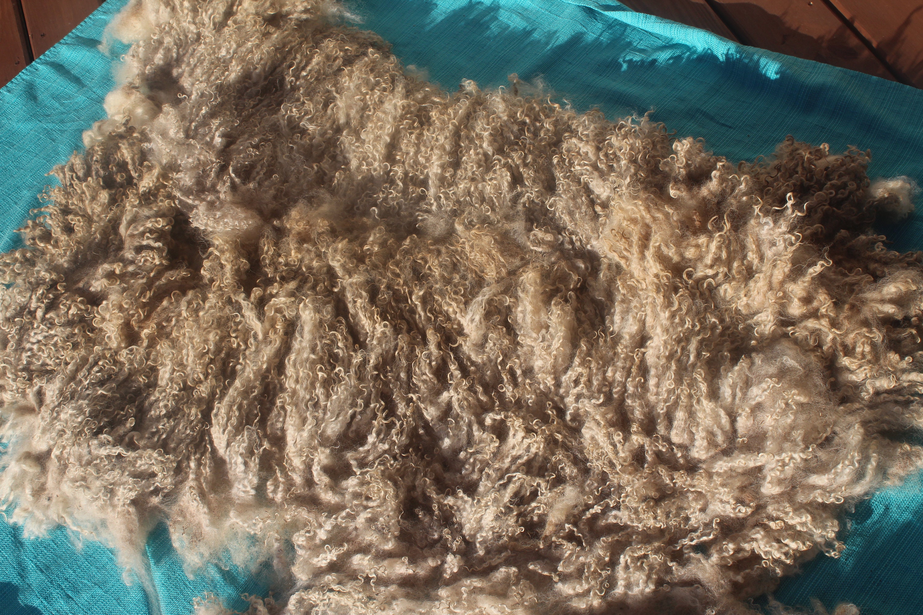 White Lincoln Longwool Raw Wool Fleece | Etsy