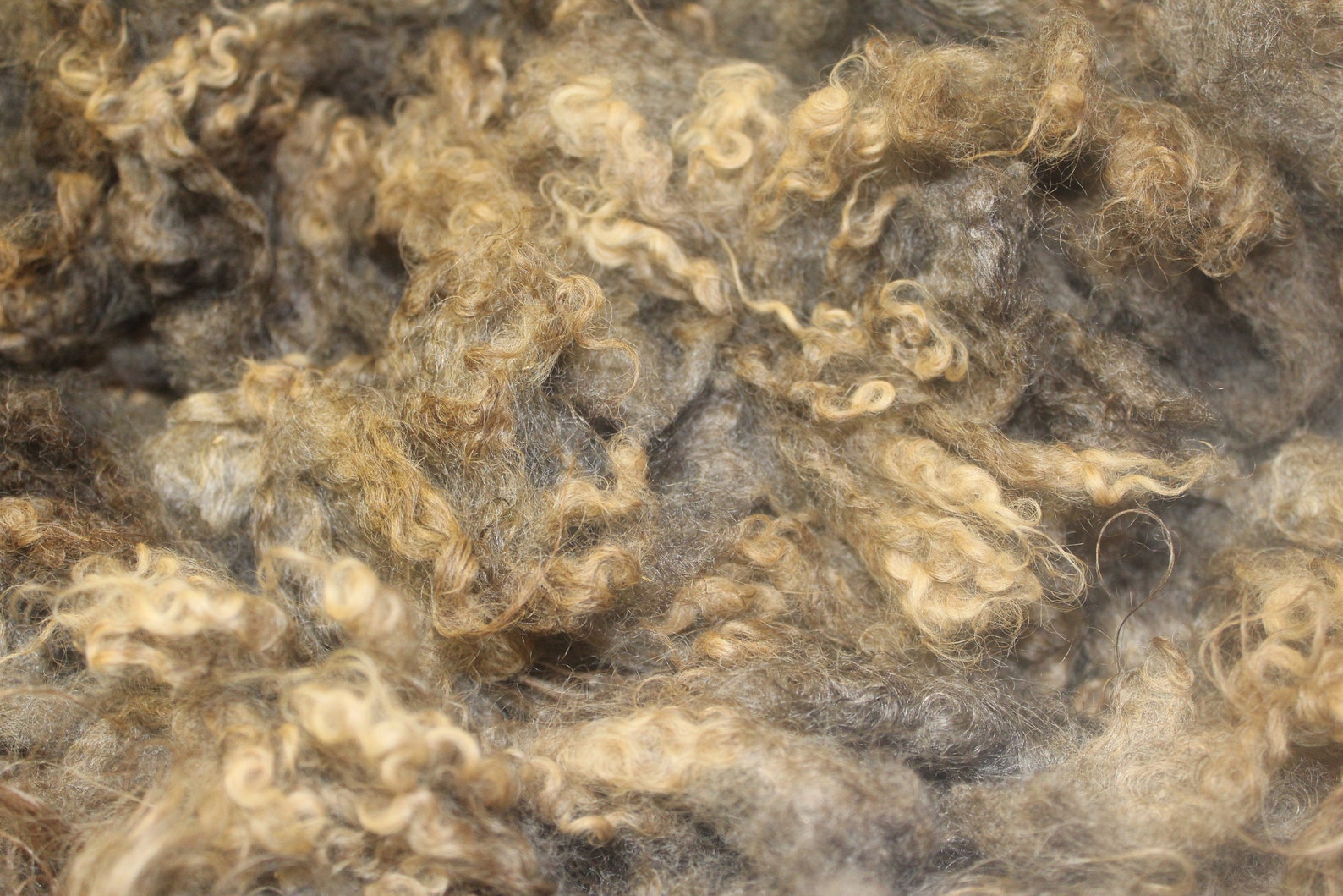 Max's Lincoln/jacob X Natural Colored Raw Wool Fleece - Etsy