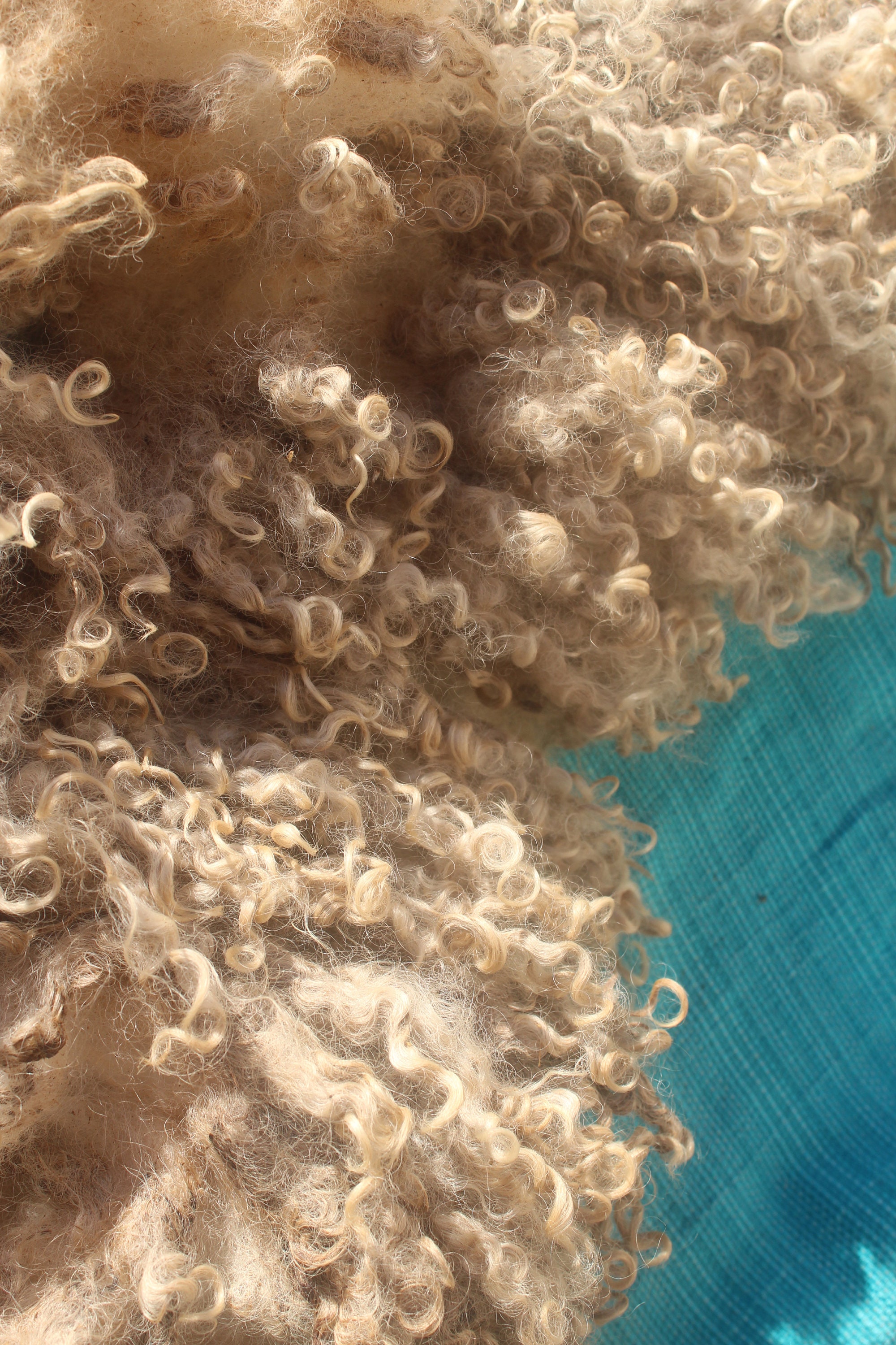 White Lincoln Longwool Raw Wool Fleece | Etsy