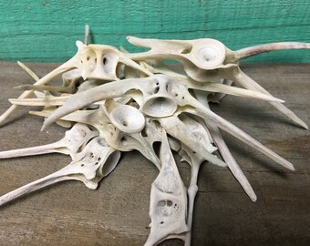 Fish vertebrae | Etsy