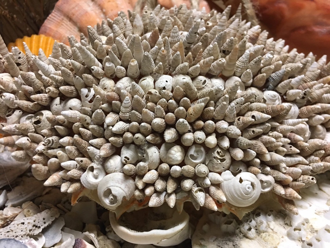 Crab Shell Ornament Gift crafts Wedding christmas | Etsy