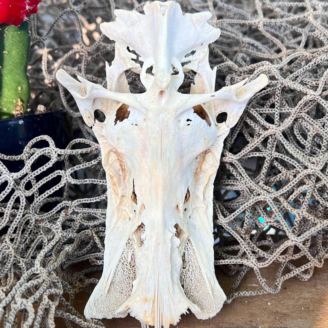 SUPPLY: 1 Crucifix Fish Sail Cat Skull Bone /religious Unique Gifts ...