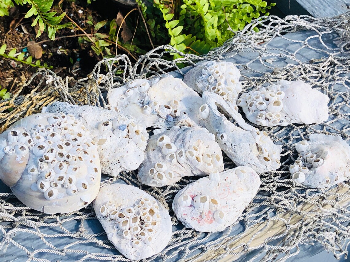 SUPPLY: 10 Shells With Barnacles naturally Weathered Rustic - Etsy