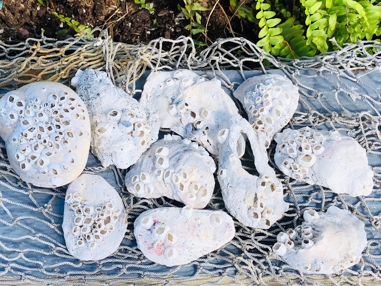 SUPPLY: 10 Shells With Barnacles naturally Weathered Rustic - Etsy