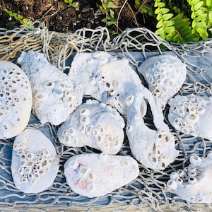 SUPPLY: 10 Shells With Barnacles naturally Weathered Rustic | Etsy