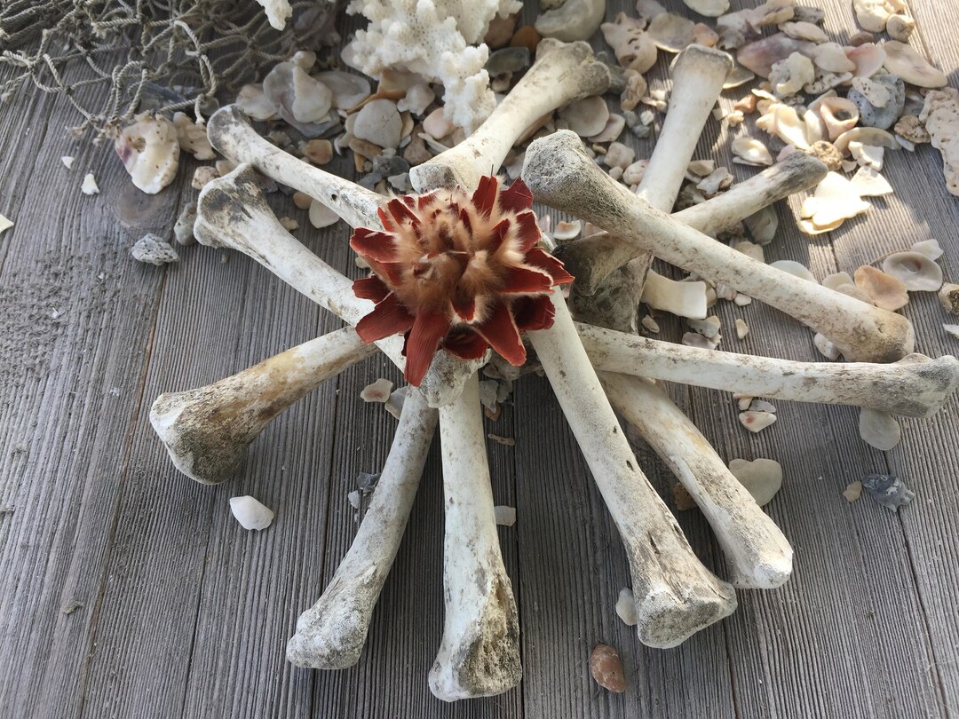 12pc Chicken Bones /throwing Bones / Altar Decor /voo Doo Ritual Spell ...