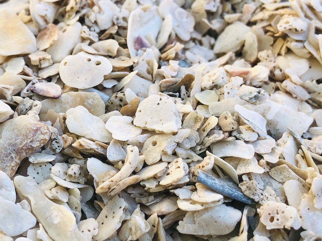 2 Cups-small Pieces of Sea Shells -sand and Shells - Natural Shell ...
