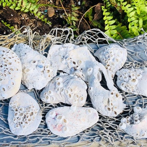 SUPPLY: 10 Shells With Barnacles naturally Weathered Rustic | Etsy