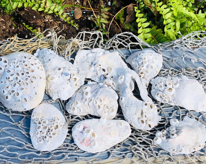 SUPPLY: 10 Shells With Barnacles -naturally Weathered Rustic Shells ...