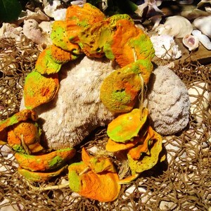 SUPPLY: 20 Hand Painted Orange Ang Green Drilled Oyster Shells-craft ...
