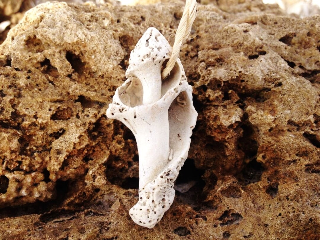 LARGE Fossilized Sea Shell Pendant Natural Shell Shell Centerpiece Bead ...