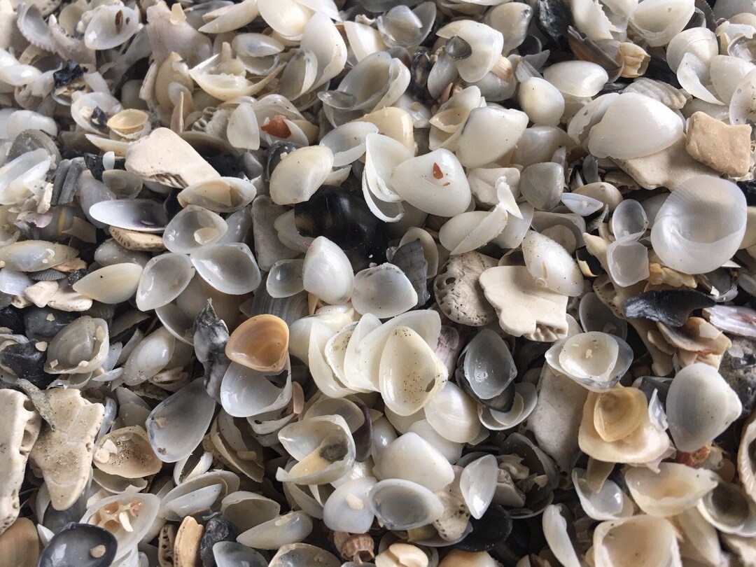 2 Cups- Tiny Clam Sea Shells -sand and Shell Pieces - Natural Shell ...