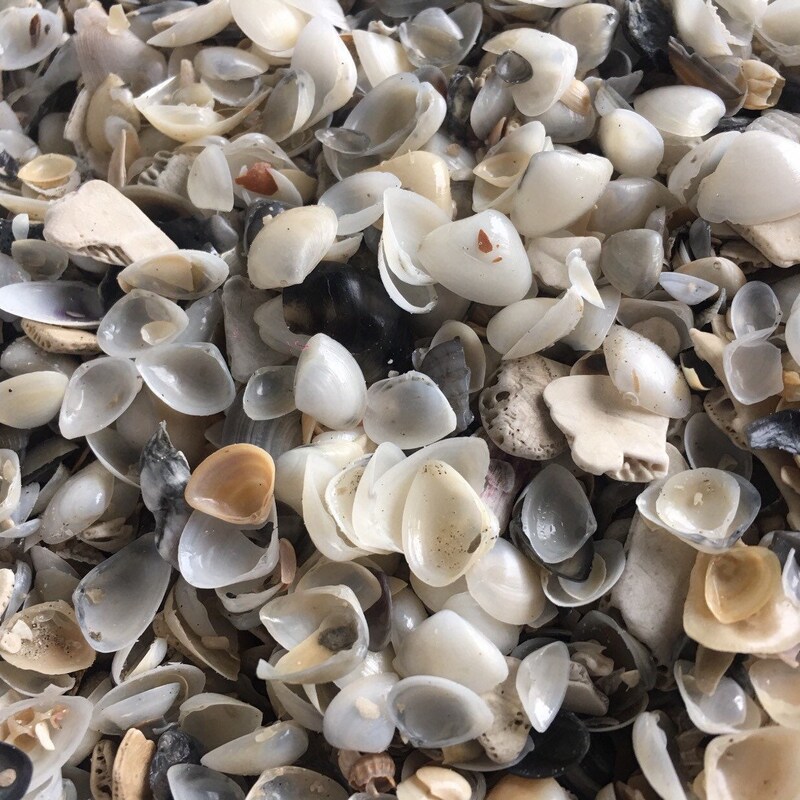 Tiny White Shells - Etsy