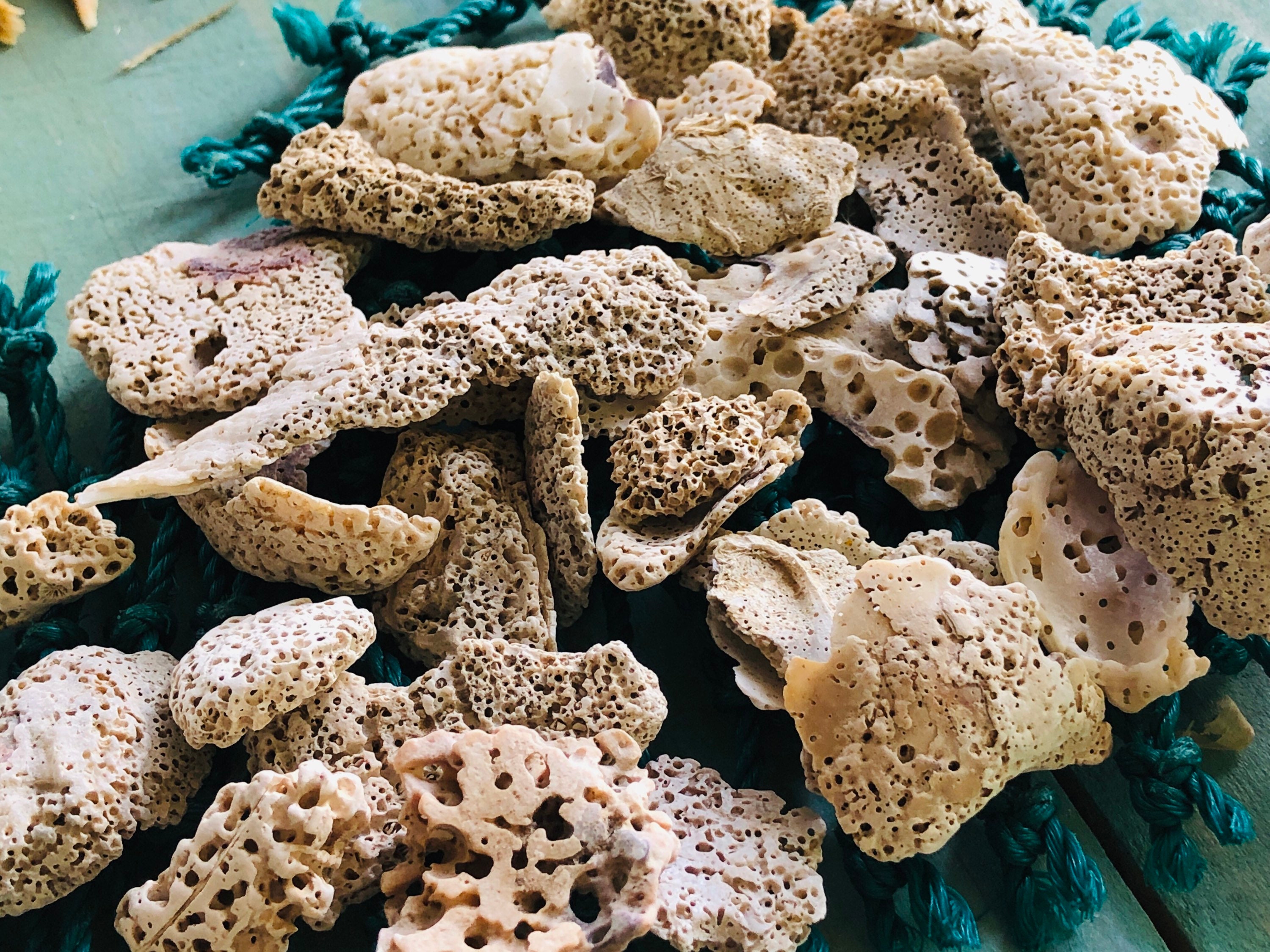 SUPPLY: 1 Cup of Natural Holey Sea Shells Oddities / White - Etsy