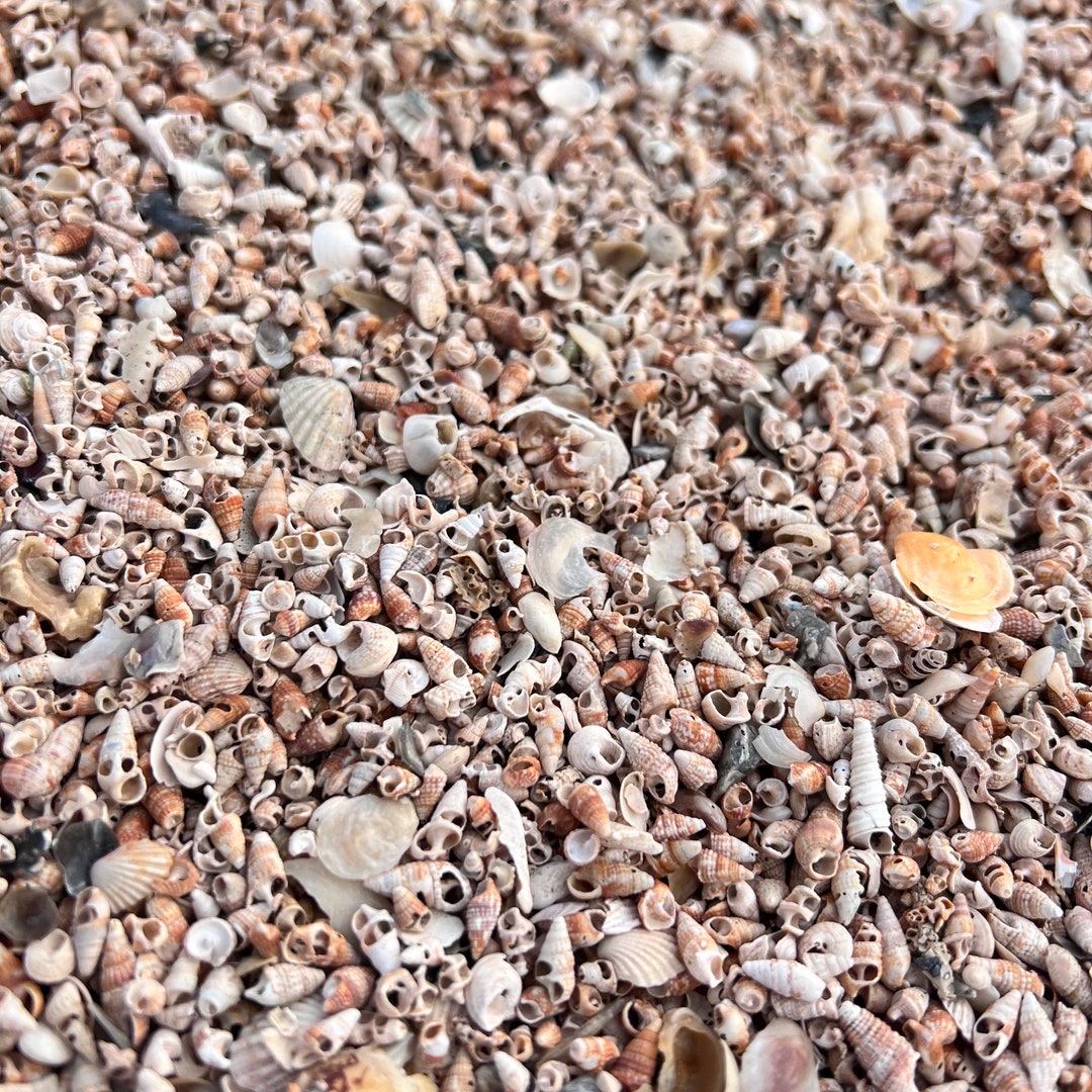 2 CUP- Tiny & Small Unicorn Shells- Small Sea Shells - Natural ...