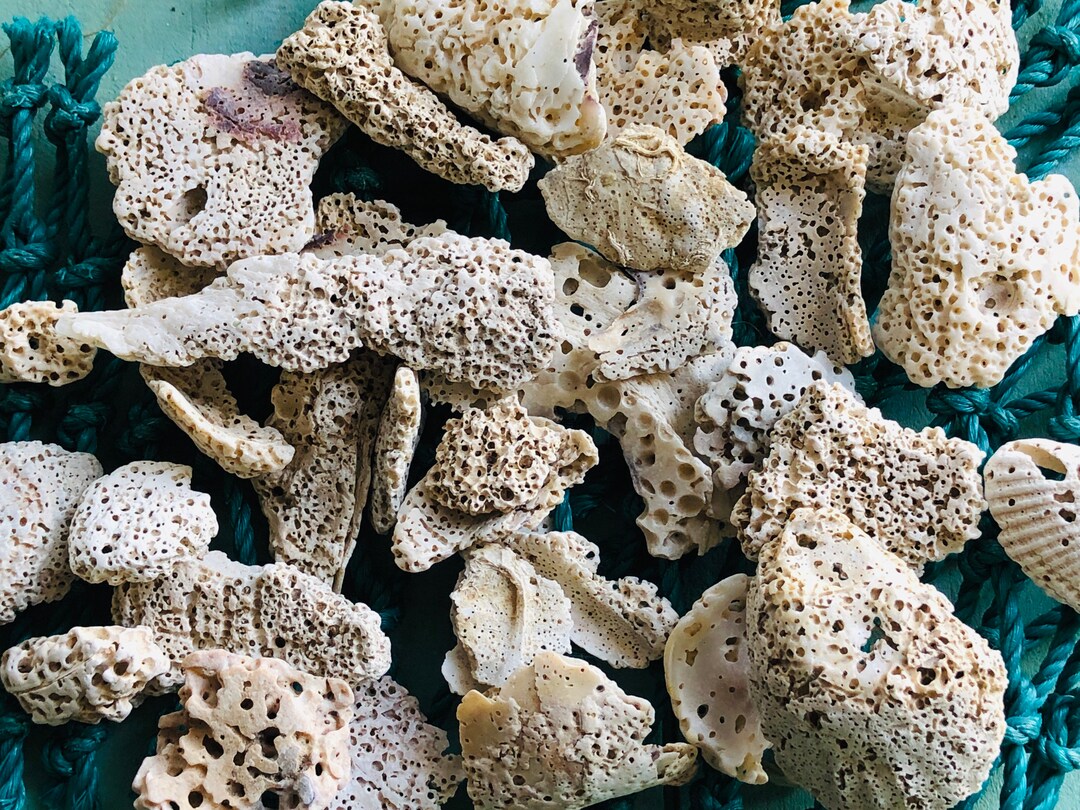 SUPPLY: 1 Cup of Natural Holey Sea Shells Oddities / White Shells ...