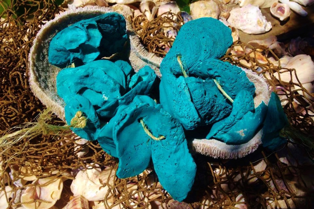 SUPPLY: 20 Hand Painted Turquoise Drilled Oyster Shells Craft Shells ...