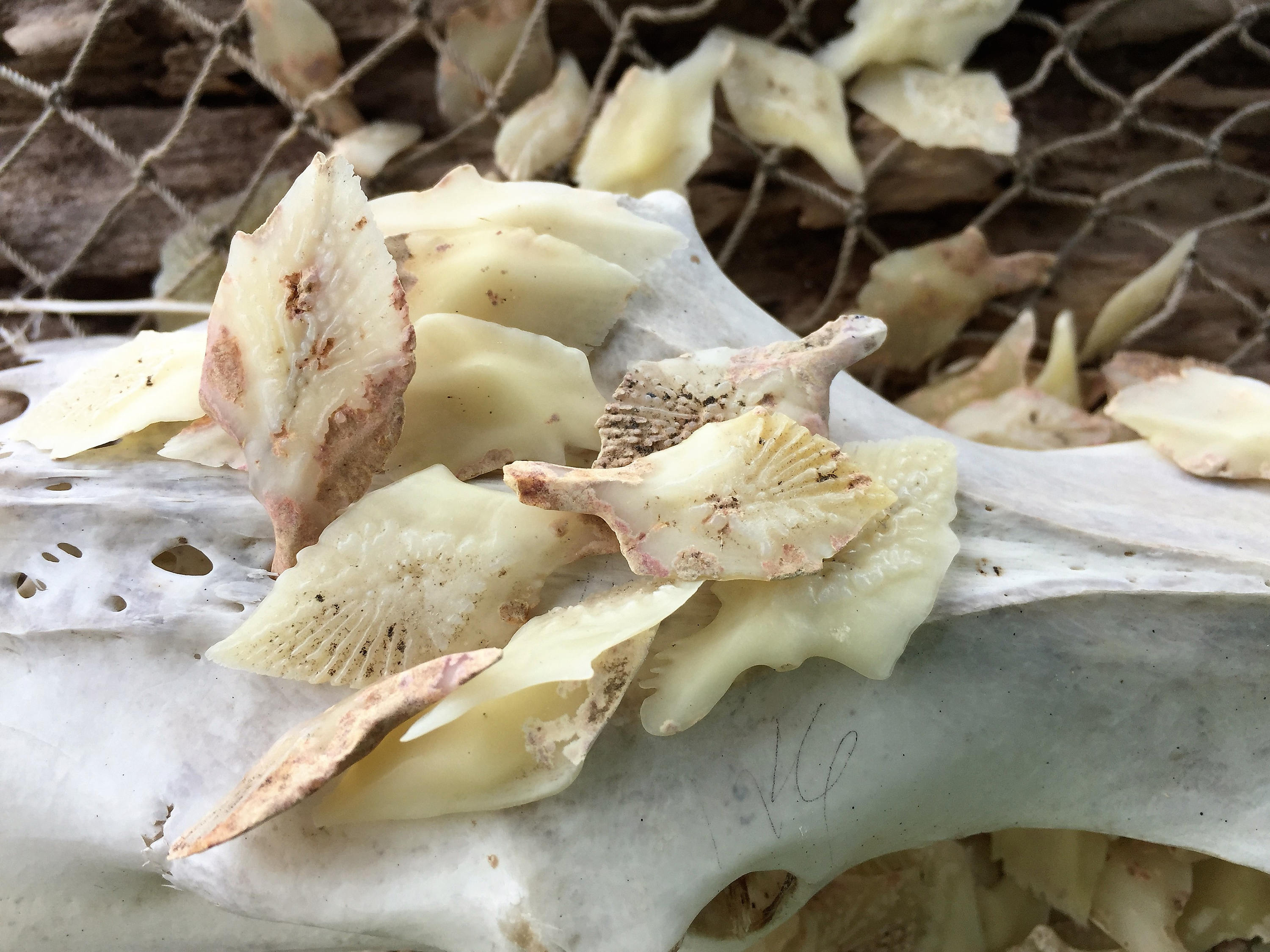 SUPPLIES: 10 Gar Bone Scales Real Taxidermy Genuine Bones for - Etsy