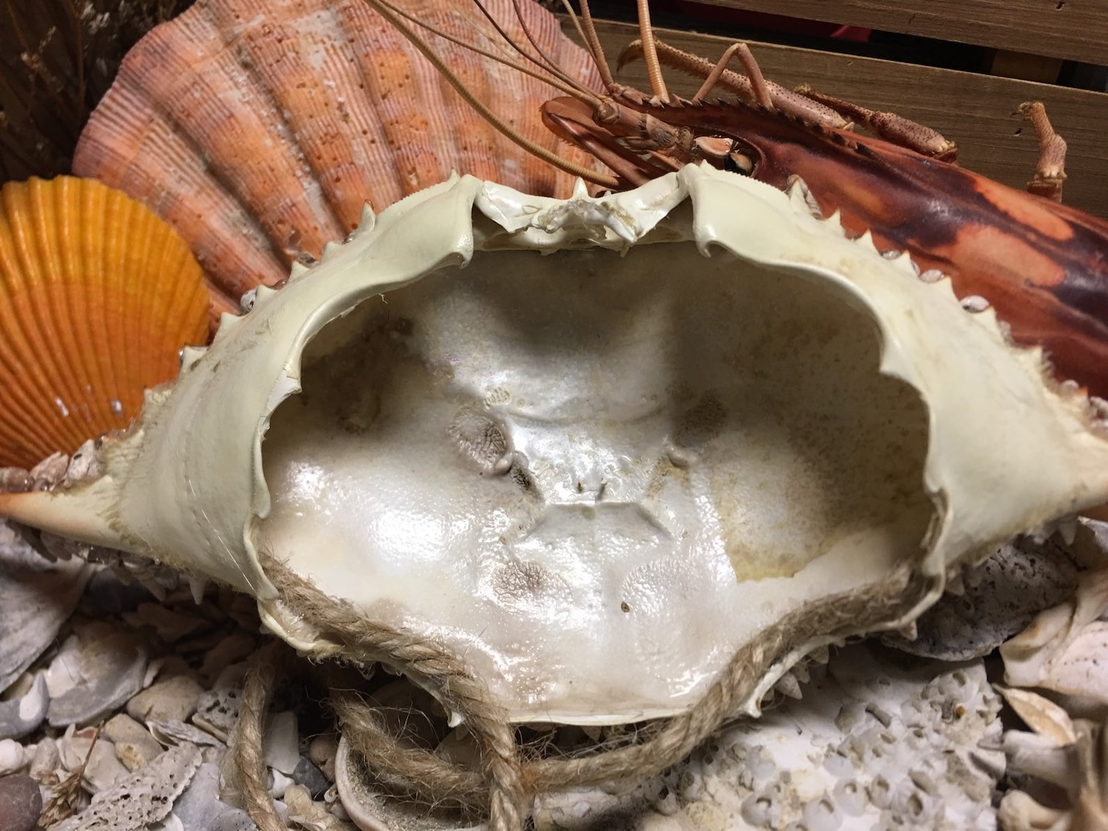 Crab Shell - Ornament- Gift -crafts- Wedding -christmas Ornaments ...