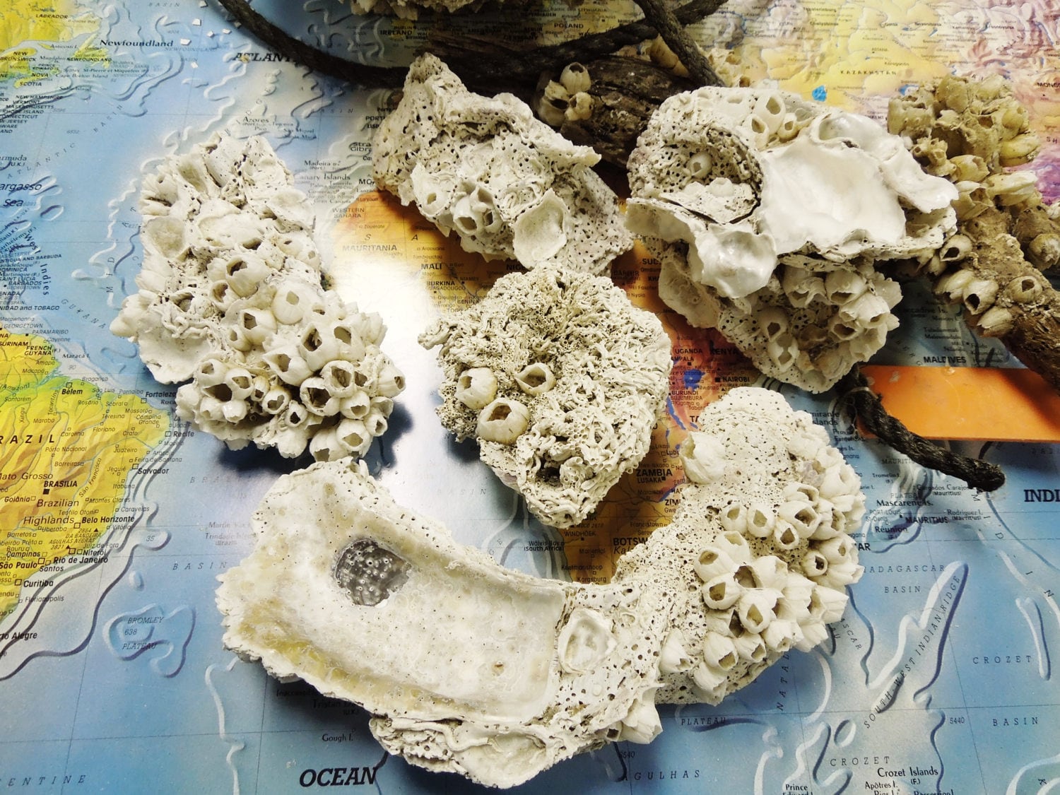 SUPPLY: Oyster Shell Barnacle Shells / Shell Centerpiece / - Etsy