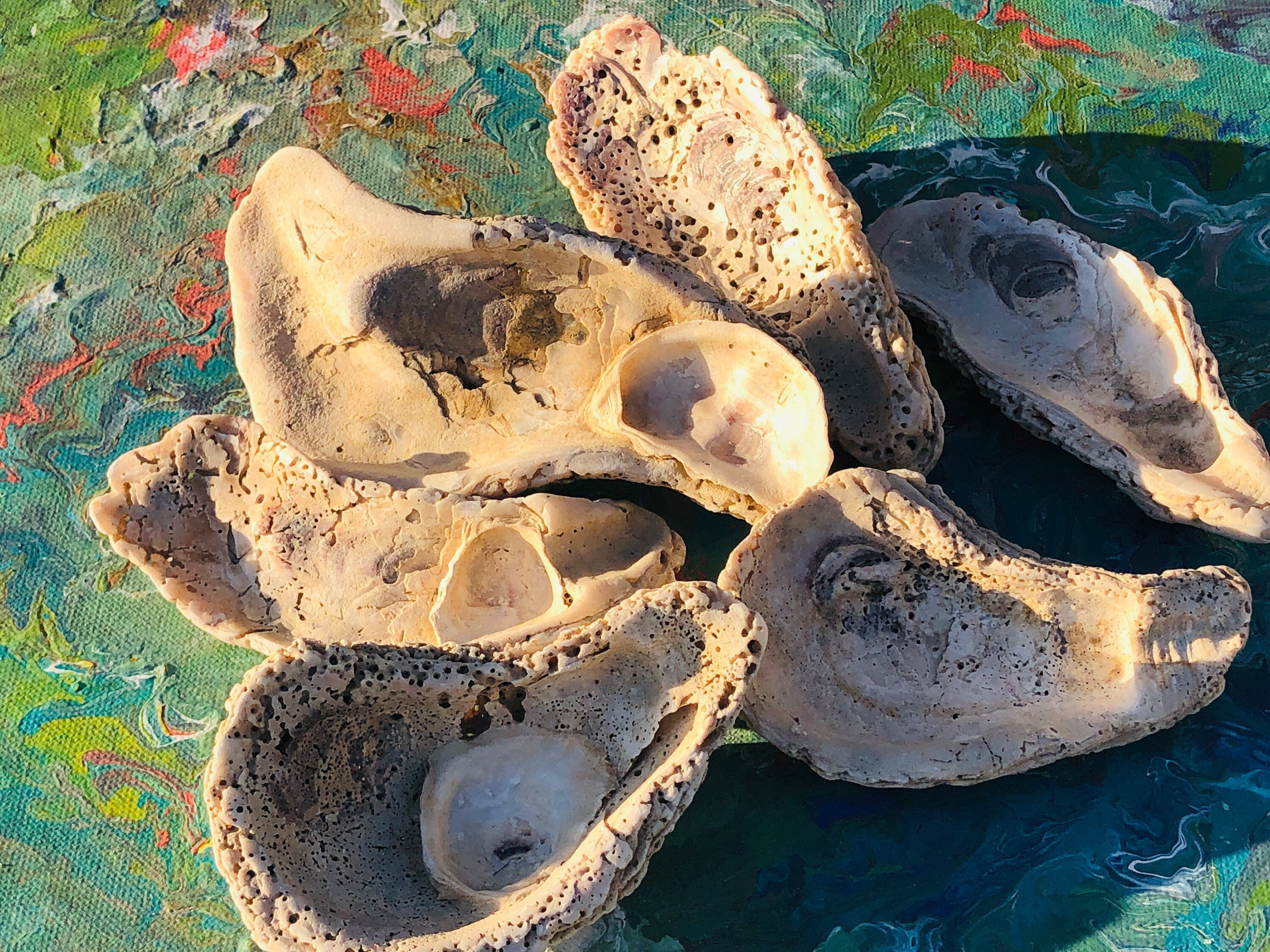 SUPPLY: 6pc Natural Holey Sea Shells Oddities /old Shells/ - Etsy