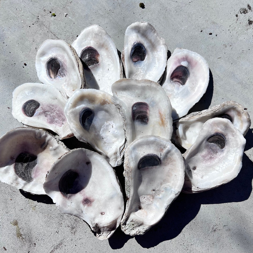 BULK SUPPLY: 12 Large Flat Lid Natural Oyster Half Shells - Craft ...