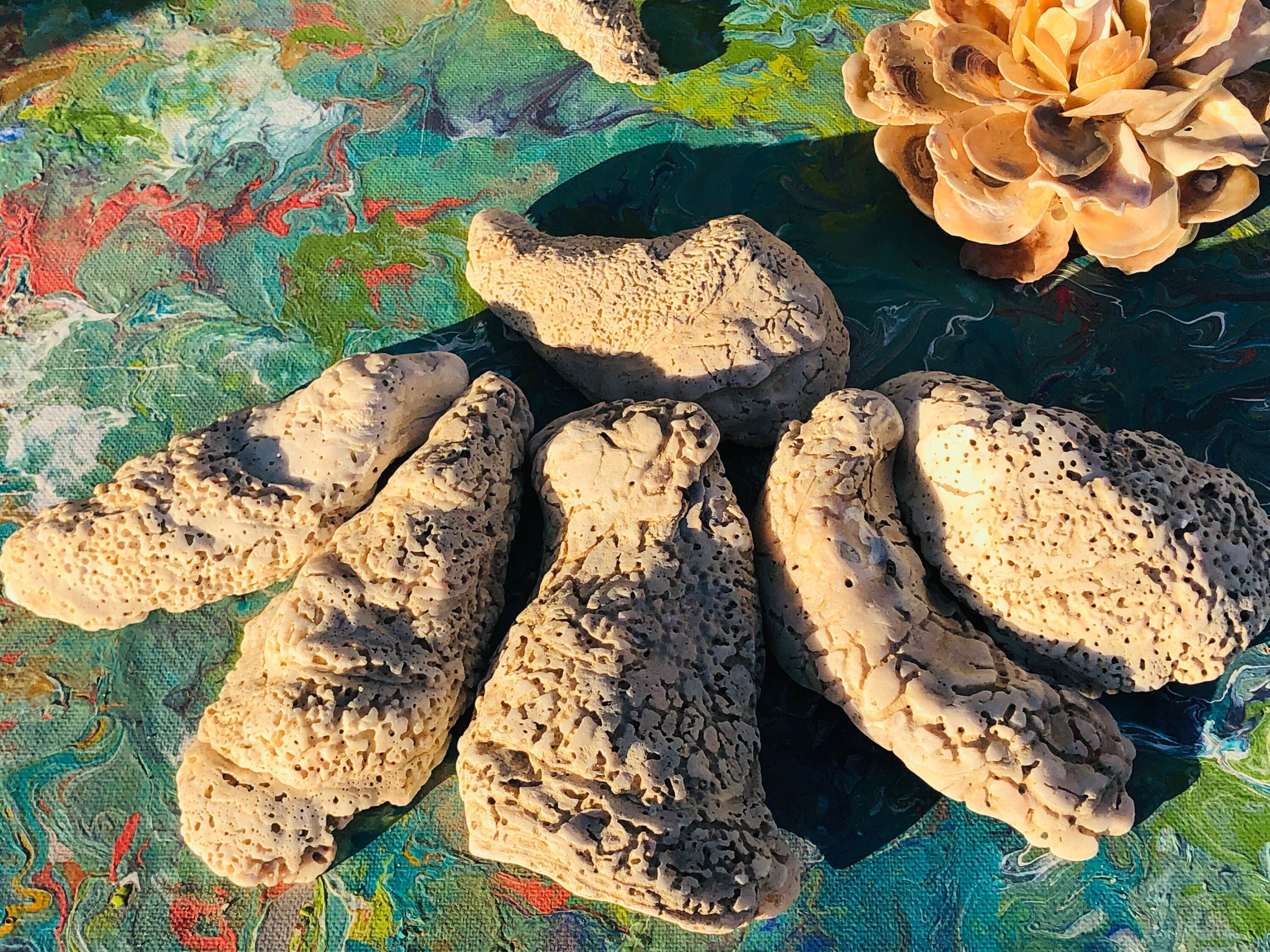 SUPPLY: 6pc Natural Holey Sea Shells Oddities /old Shells/ - Etsy
