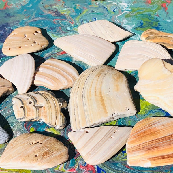 Shell Embellished - Etsy